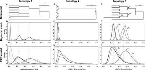Performance Of The Bayesian Molecular Clock Model And The Exponential