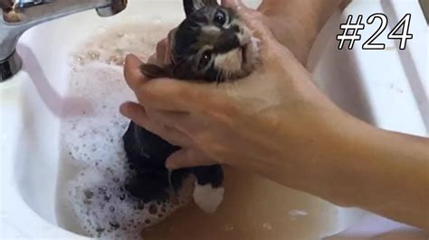 【閲覧注意】ノミだらけの子猫のお風呂。外猫の過酷な汚れでお湯も茶色に・・・first Bath For Kittenyamato The