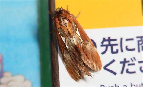 エゾギンモンシャチホコ No 2481WEB生物図鑑昆虫