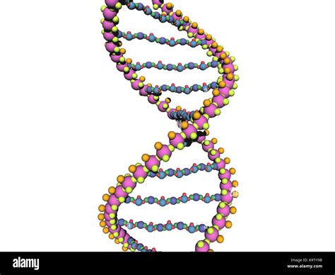Dna Double Helix Exempted Stock Photo Alamy