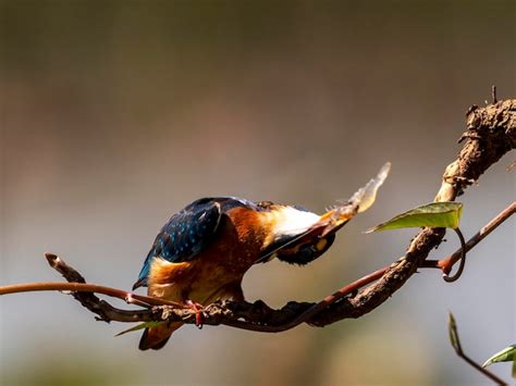 Premium Photo Alcedo Atthis