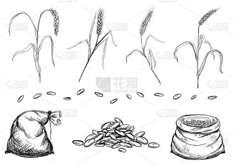 手绘黑白矢量插图一套谷物，小麦穗，草。草图。