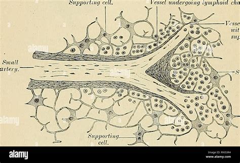 Anatomy Descriptive And Applied Anatomy 1446 The Ductless Glands