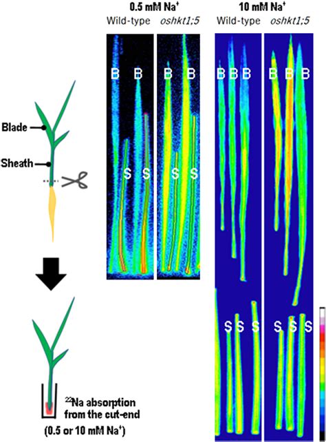 Functional Analysis Of Oshkt15 In Sodium Transport In Rice Leaves The Download Scientific