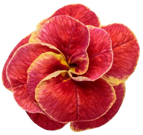 Superbells Double Redstone Calibrachoa Hybrid New Proven Winners Variety In