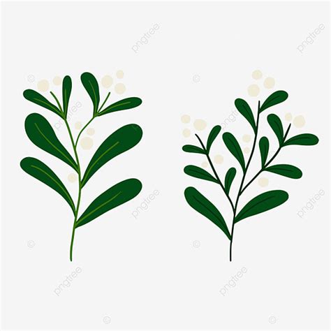 크리스마스 과일 긴 가지 홀리 크리스마스 홀리 휴일 Png 일러스트 및 벡터 에 대한 무료 다운로드 Pngtree