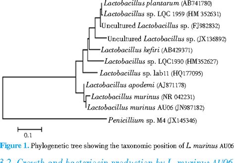 Lactobacillus Murinus Semantic Scholar
