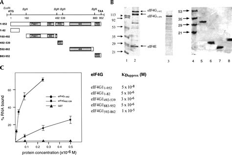 RNA Binding Activity Of Translation Initiation Factor EIF G From Saccharomyces Cerevisiae