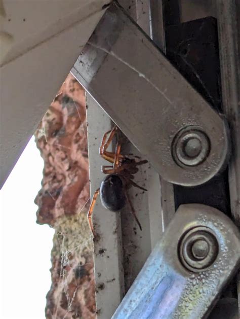 Scary Bathroom Spider Rwhatisthisbug