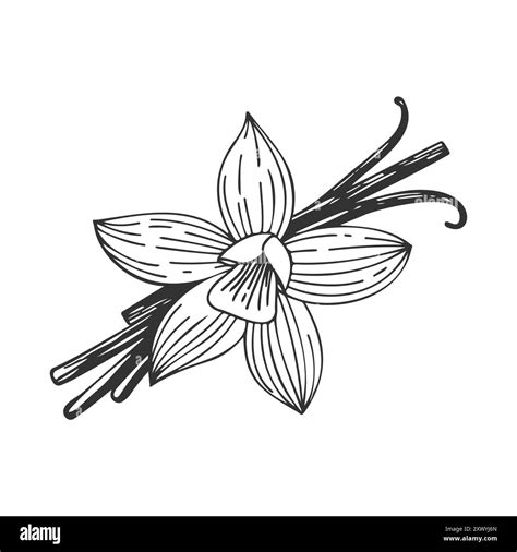 Vanilla Orchid Flower With Vanilla Sticks Pods Sketch Drawing Isolated