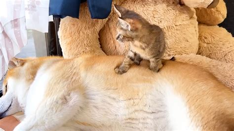 柴犬の背中が好き過ぎる子猫が、柴犬とゼロ距離でたくさん触れ合う様子にホッコリ♡ エウレカねこ部