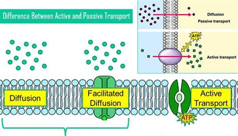 Comparing Active And Passive Transport Mechanisms A Visual Venn Diagram