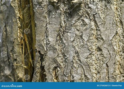 The Texture Of The Old Tree Stock Image Image Of Surface Closeup