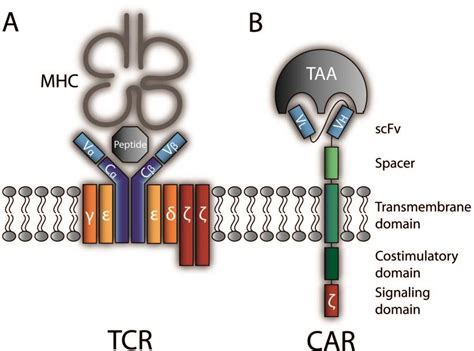 Table 1 From Development Of A Truncated Egfr Marker As A Safeguard For Adoptive T Cell Therapy