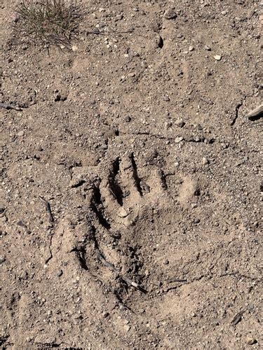 Black Bear Tracks Naturetracking