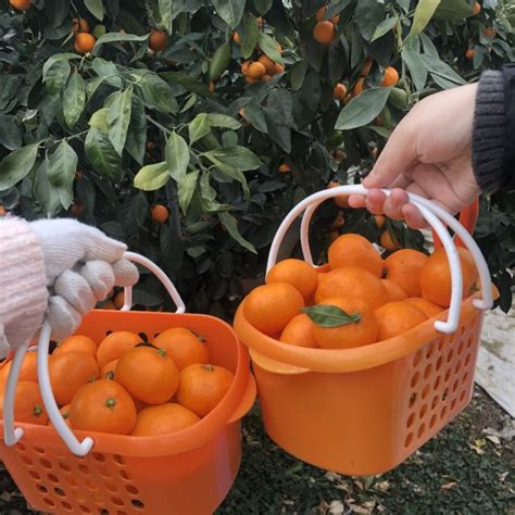 맛동산 감귤 체험 농장 처음 해보는 귤 따기 체험🍊 네이버 블로그