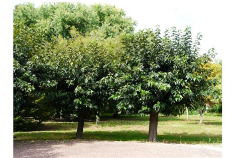 TOP 7 Des HAIES Et ARBRES Qui POUSSENT VITE PHOTOS