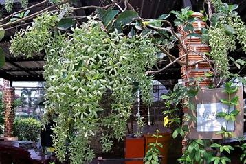 GKZ植物事典ヤモメカズラ寡婦蔓
