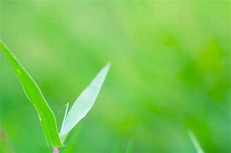 Premium Photo Blur Of Tree Leaves For Nature Background