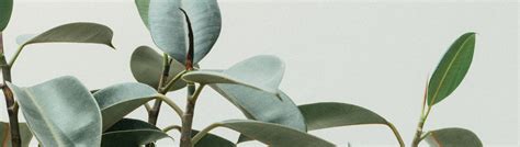 Bim 对象 免费下载！ Trees Exotic Bimobject