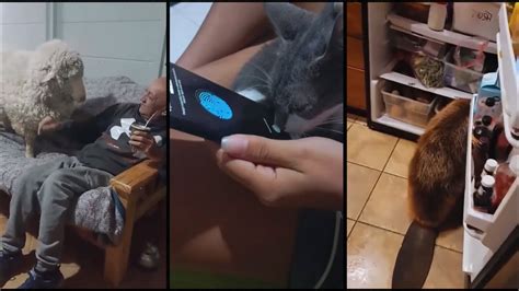 Wildest Moments Caught On Camera Youtube