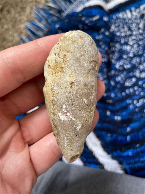 Fossil Or Rock R Fossilhunting