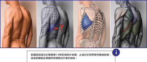 藝用3d人體解剖書