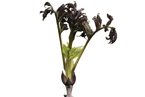 What Is Ash Dieback Bbc Science Focus Magazine