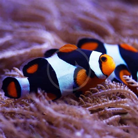 Clown Percula Classic Pair Aquacultured Amphiprion Percula Aquatics Unlimited