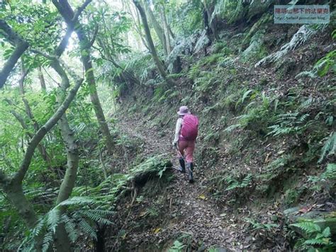 新北市龍合橋 番子坑古道西線 小粗坑山 楣子寮尖 番子坑古道東線 O型 健行筆記