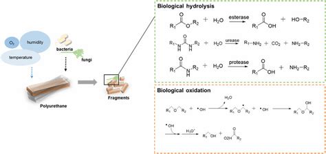 Biodegradation Process Of Pu Download Scientific Diagram