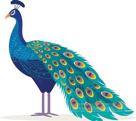 Colorful Peacock Tail