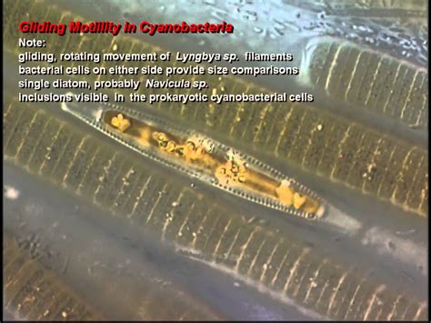 Gliding Cyanobacterial Filaments Youtube