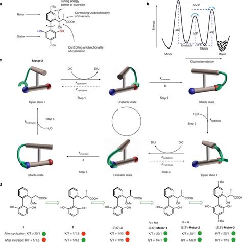 Verifying The Unidirectional 360° Rotation Of The Molecular Motor By Download Scientific