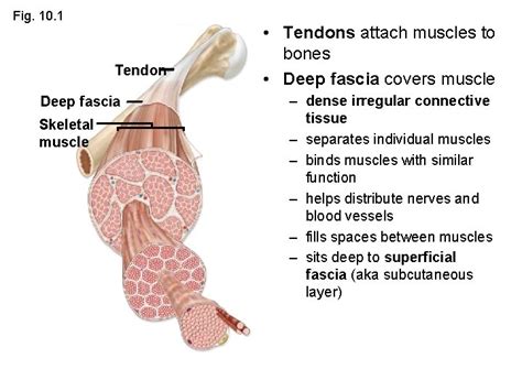 Chapter 10 Muscle Tissue And Organization 1 Muscles