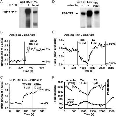 Ligand Dependent Interactions Of Coactivators Steroid Receptor