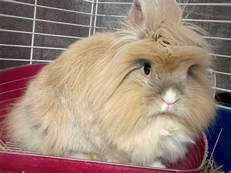Can Rabbits Be Litter Trained 3 Easy Tips For Success Fur Wings
