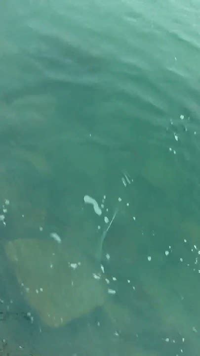 Striped Bass Fishing Youtube