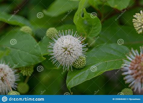 Common Buttonbush Cephalanthus Occidentalis Fragrant White Flowers