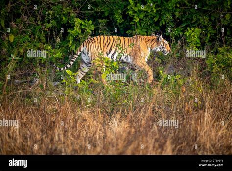 Indian Wild Female Tiger Or Panthera Tigris Side Profile Walking Or