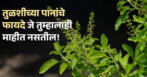 अनेक गंभीर आजारांपासून बचाव करू शकतात तुळशीची पाने फायदे वाचून व्हाल