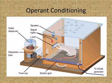 Ppt Operant Conditioning Types Of Reinforcement Powerpoint