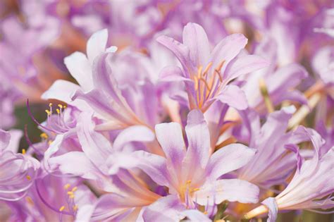 꽃 종소리가 있는 섬세한 배경 봄 파스텔 배경 차분한 색상입니다 텍스트를 삽입할 위치입니다 카드 및 배너용 배경에 대한 부드러운 스타일의 달콤한 꽃 0명에 대한 스톡 사진