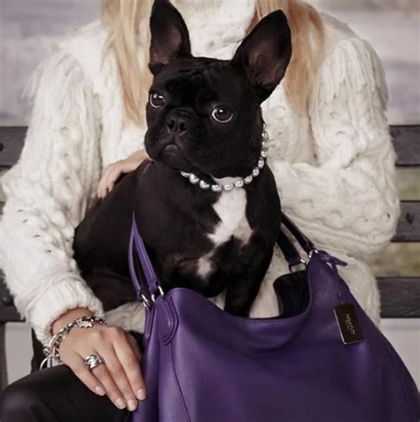 Lady Gaga寵物保姆報平安，回憶遭槍擊死裡逃生過程 每日頭條