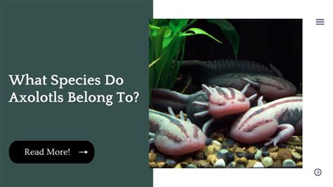 What Species Do Axolotls Belong To Unified Pets