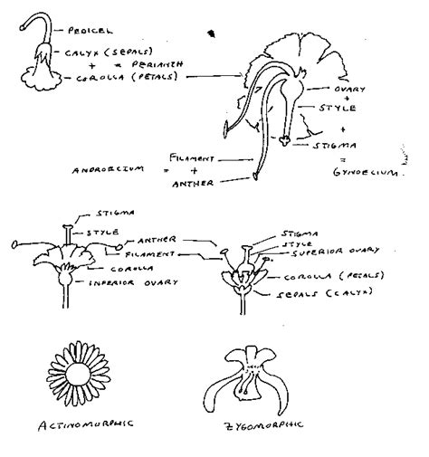 Papaya Flower Anatomy