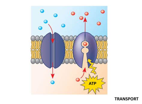 Bio Exam Study Set Part The Plasma Membrane Flashcards Quizlet