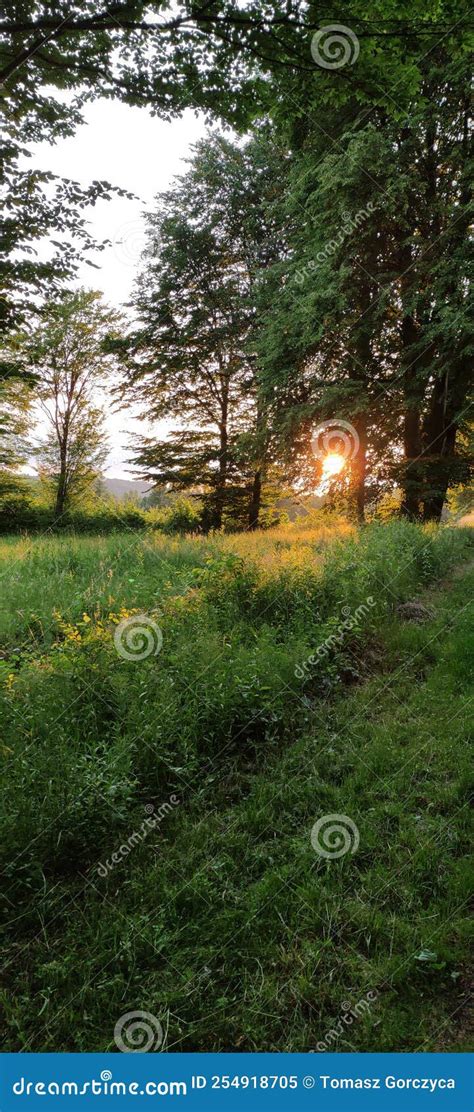The Rays Of The Evening Sun From Behind The Trees Stock Image Image Of Flower Plant