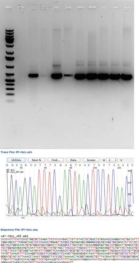 Figure 2 From Dna Barcoding And Phylogenetic Analysis Of Plant Species Urban Barcode Project Of