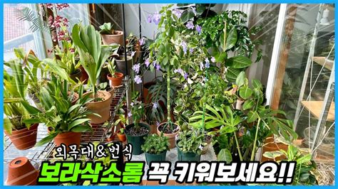 보라삭소롬 키우기의 모든것 번식 분갈이 외목대 수형잡기까지 YouTube